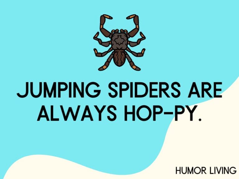55+ Hilarious Spider Puns to Crawl With Laughter - Humor Living
